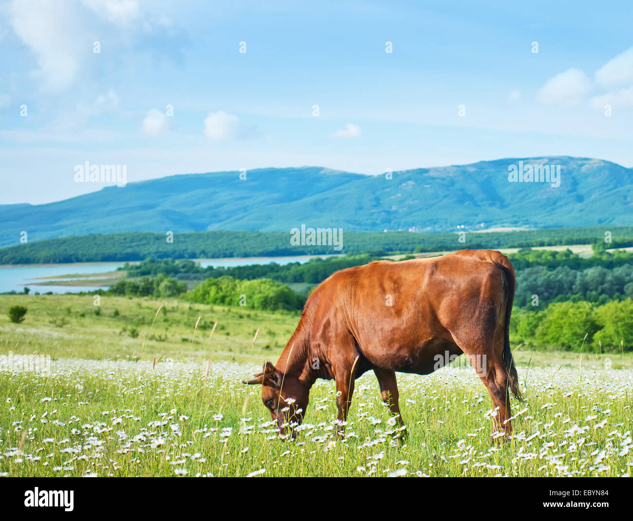 caw in field Stock Photo - Alamy