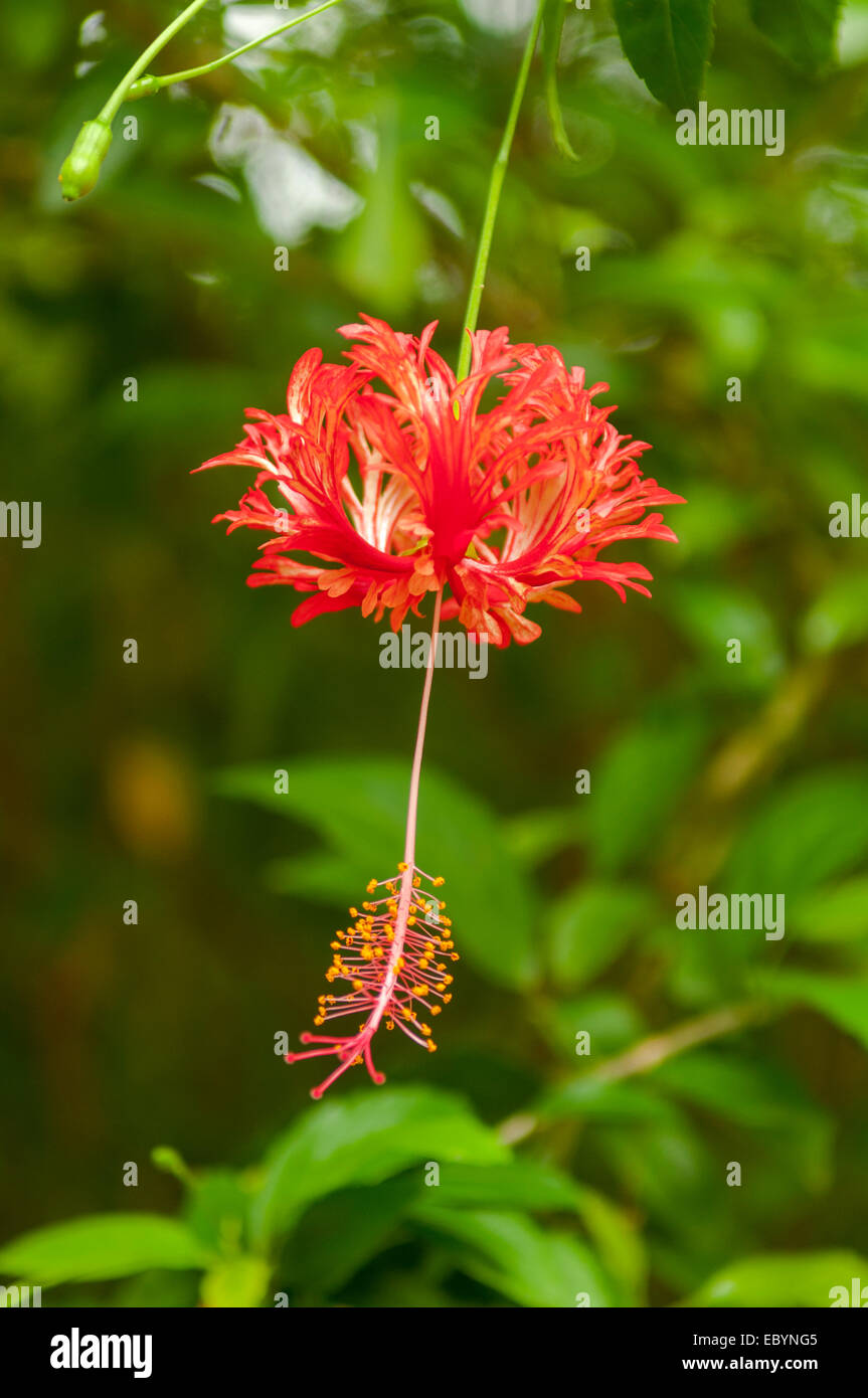 Hibiscus schizopetalus, Spider Hibiscus in Le Sanctuary, Ninh Binh ...