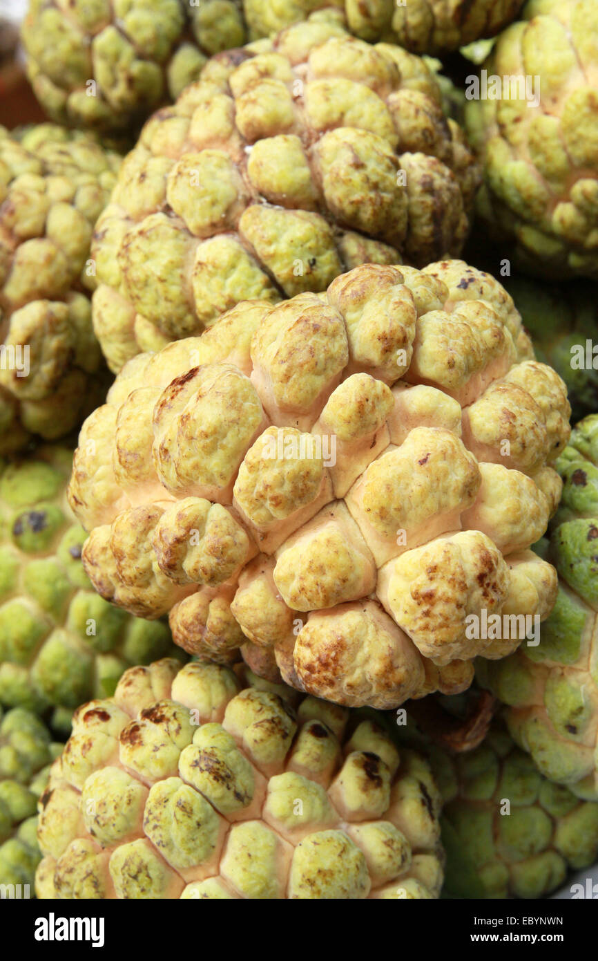 Indian apple root High Resolution Stock Photography and Images - Alamy