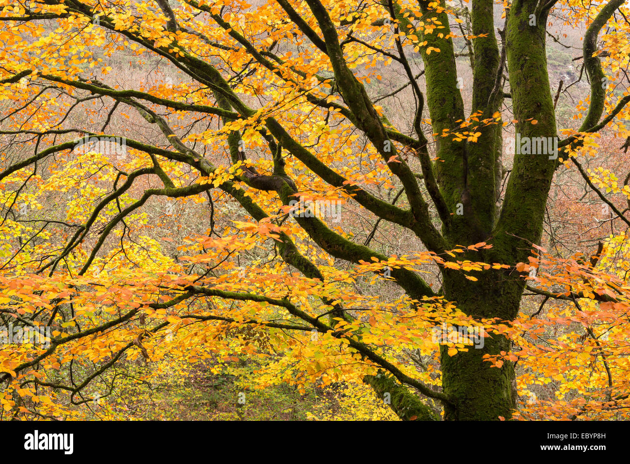 English beech tree hi-res stock photography and images - Alamy