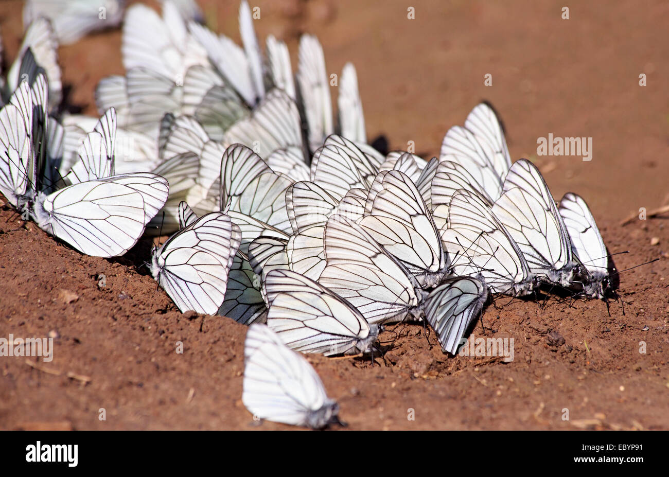 Black veined white butterflies water hi-res stock photography and ...