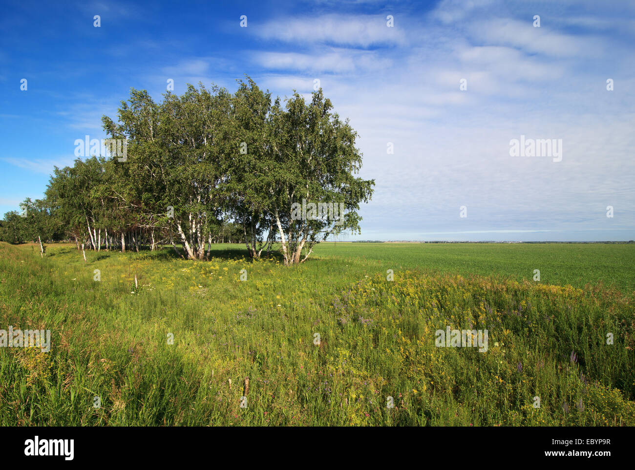 Russian birch trees hi-res stock photography and images - Alamy