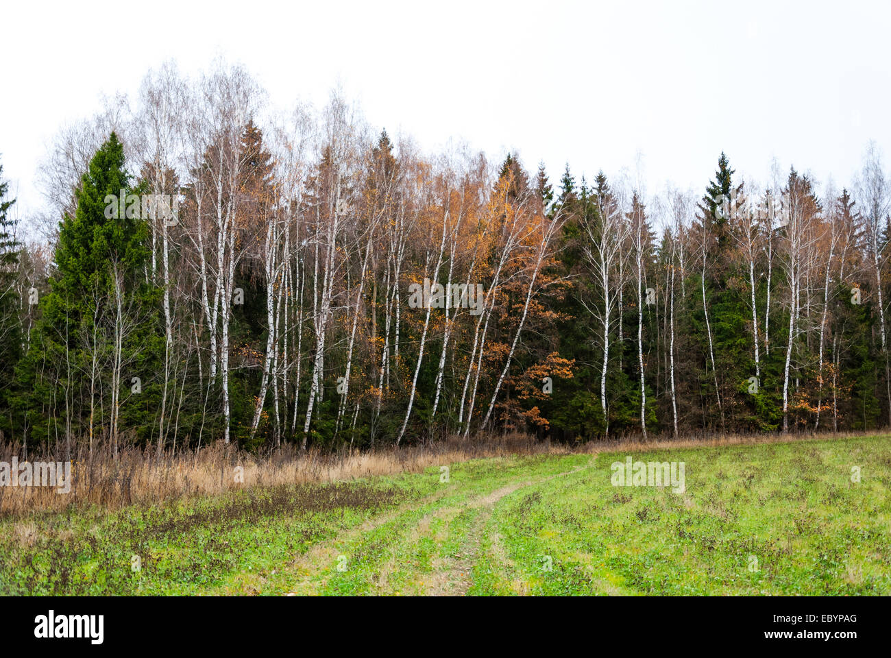 Late autumn in pine forest, path into the woods Stock Photo - Alamy
