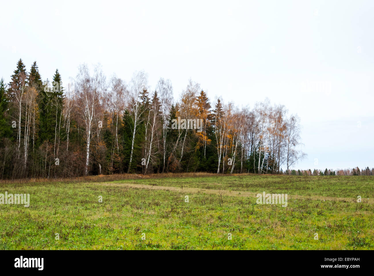 Forest open tree bush hi-res stock photography and images - Alamy