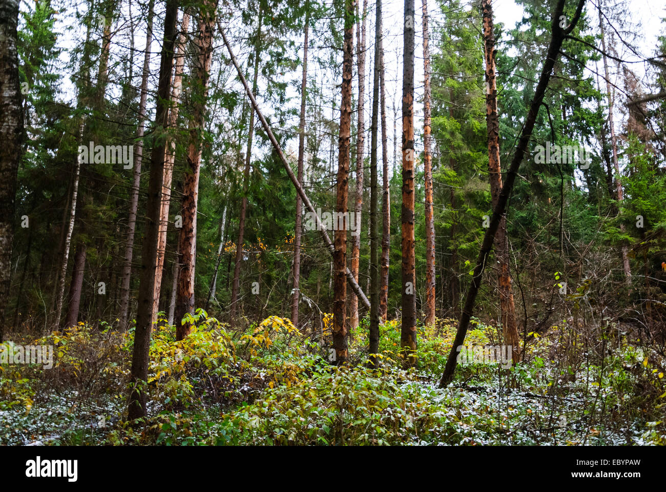 Autumn forest tall tree hi-res stock photography and images - Alamy