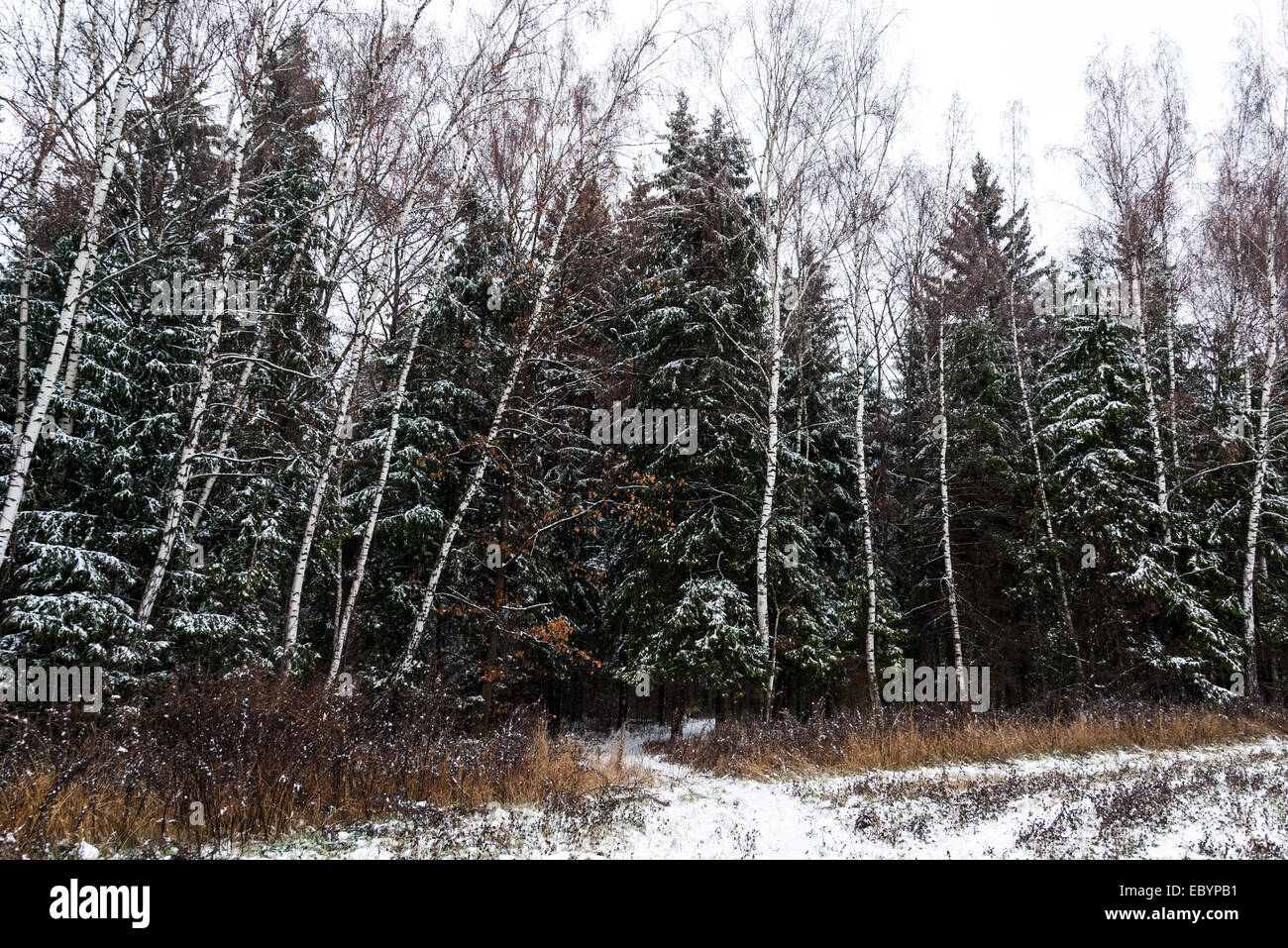 Mixed winter forest hi-res stock photography and images - Alamy