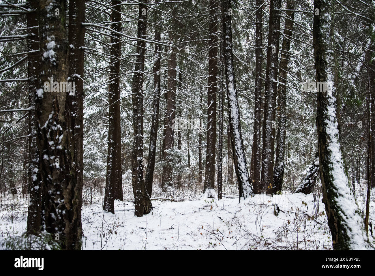 Snow-covered pine needles covered with frost Stock Photo - Alamy