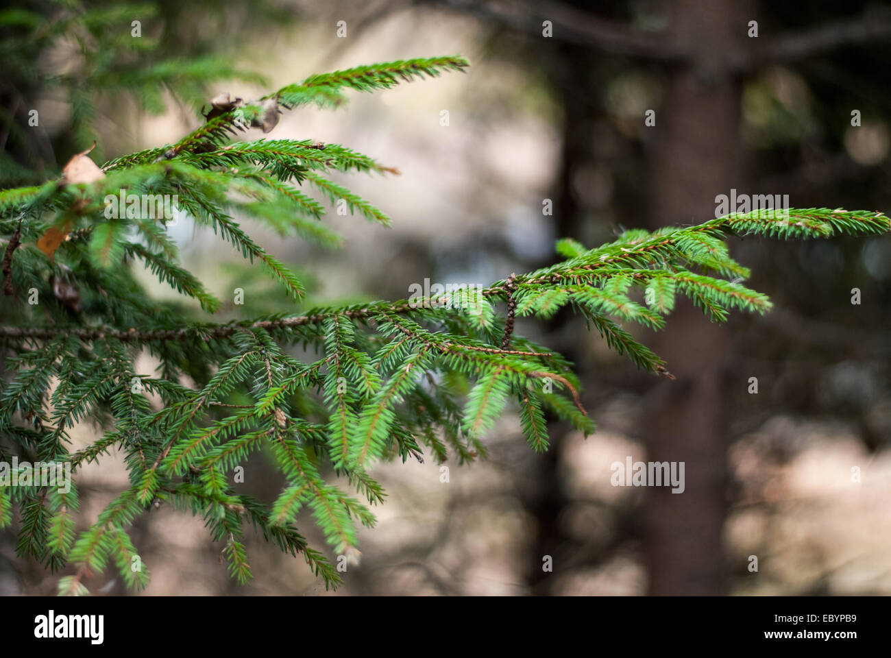 Live fir tree hi-res stock photography and images - Alamy