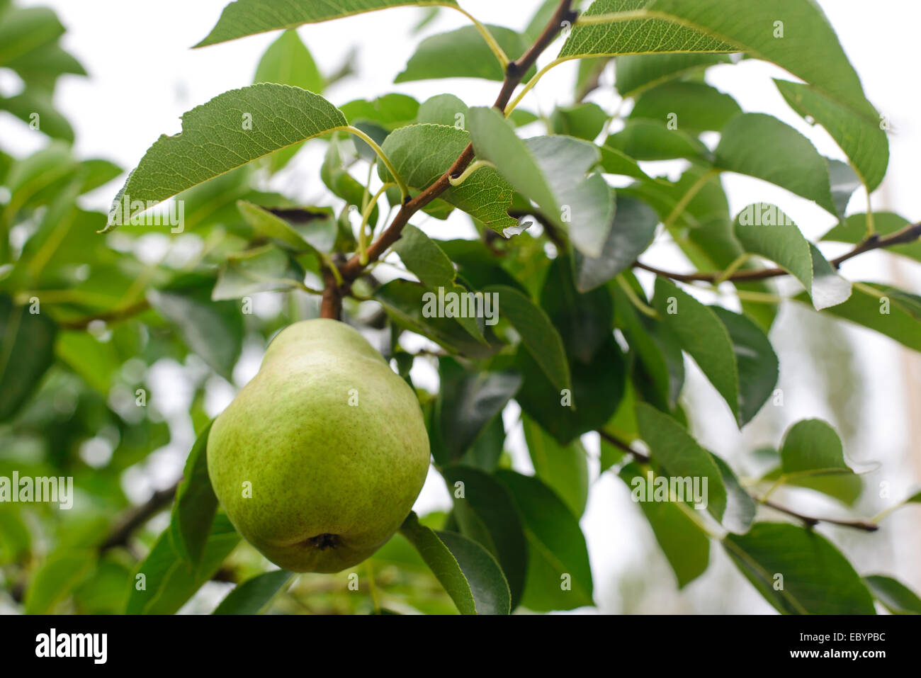 Pear tree with fruit hi-res stock photography and images - Alamy