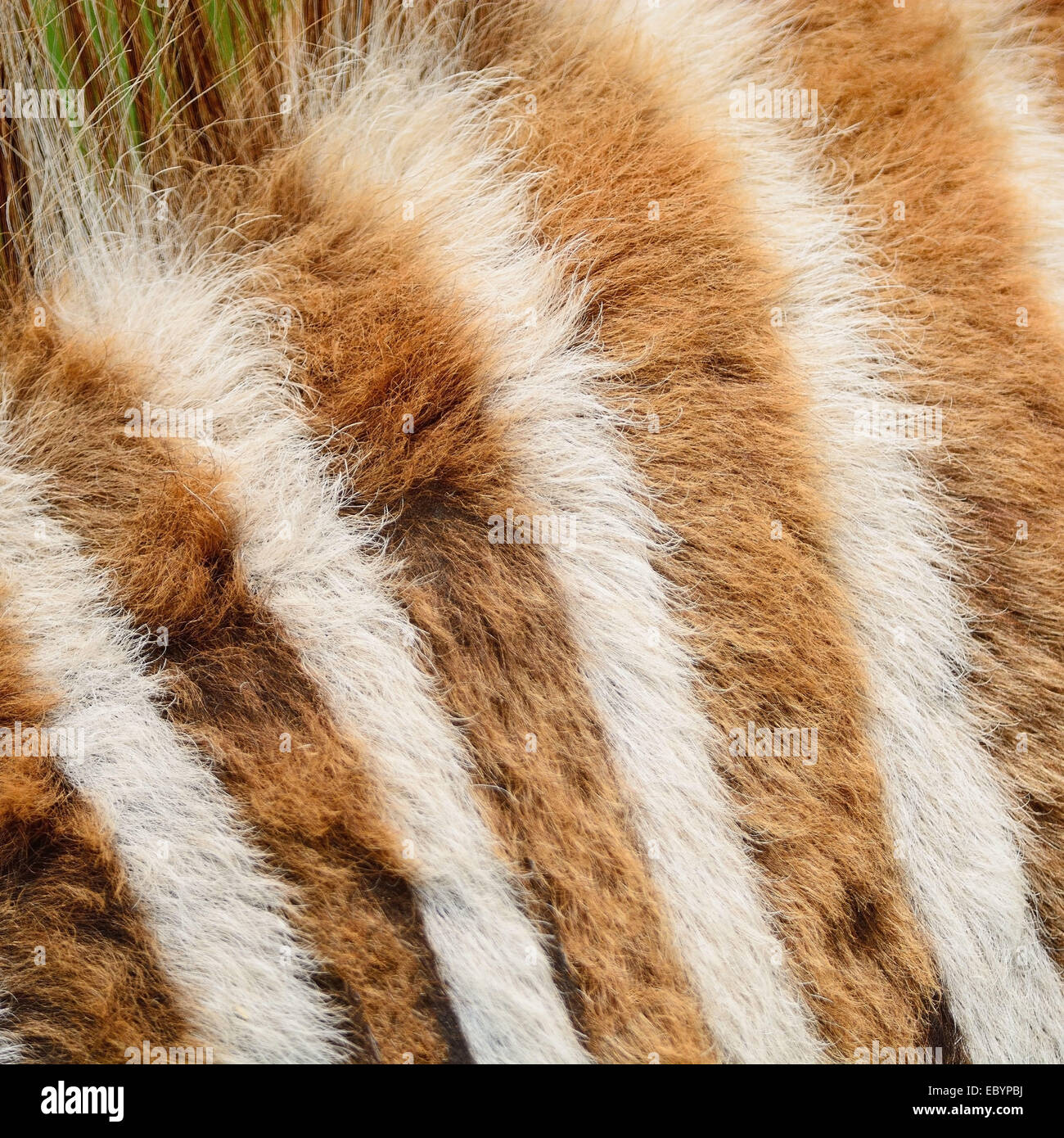 Animal skin, Common Zebra or Burchell's Zebra (Equus burchelli) skin ...
