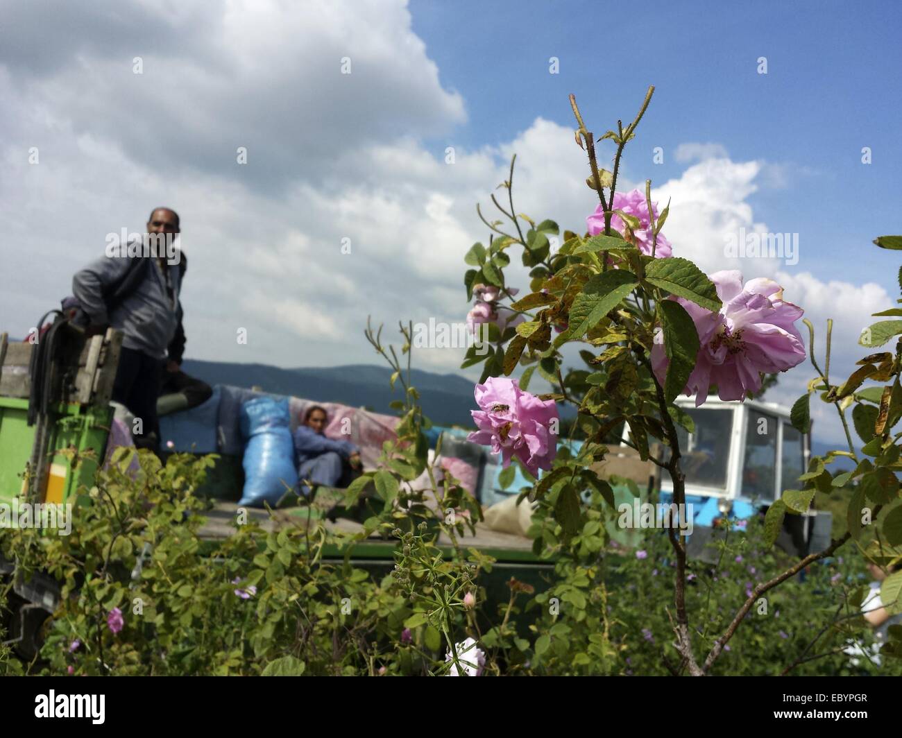 Sofia rose hi-res stock photography and images - Alamy