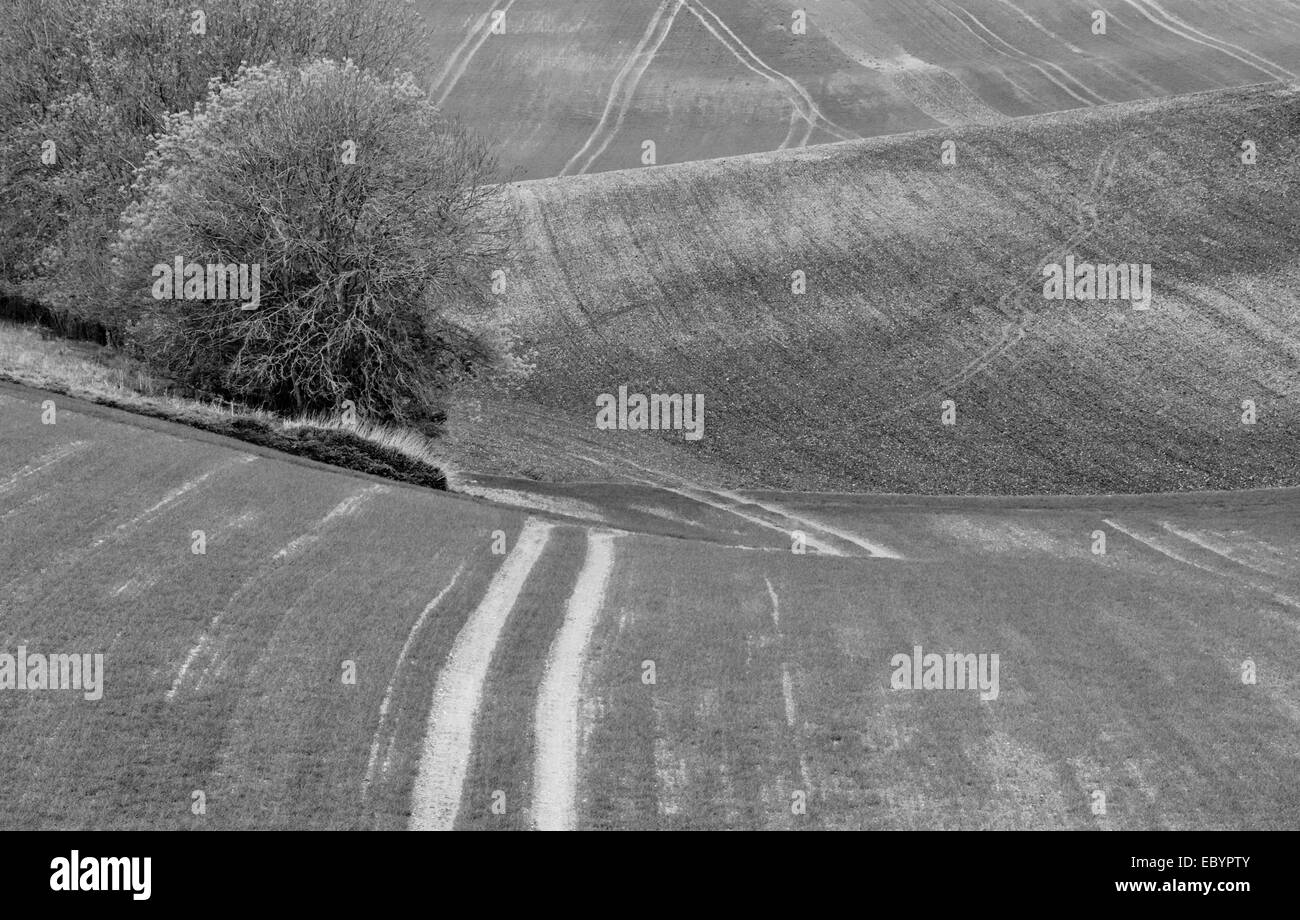 Black and White view of an undulating field on the South Downs near ...