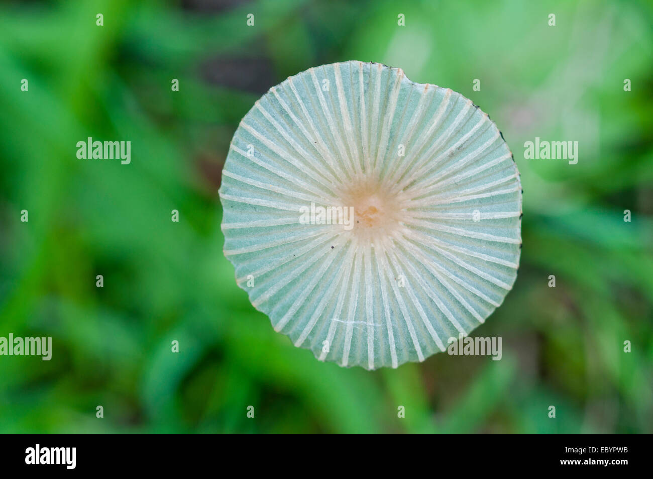 Pleated inkcap hi-res stock photography and images - Alamy