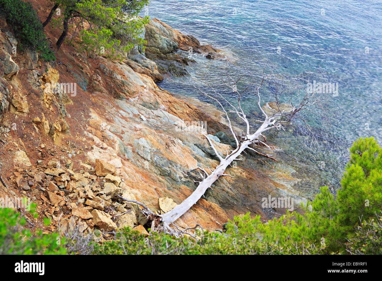 Dried up dead tree on the stone coast of the Aegean Sea Stock Photo - Alamy