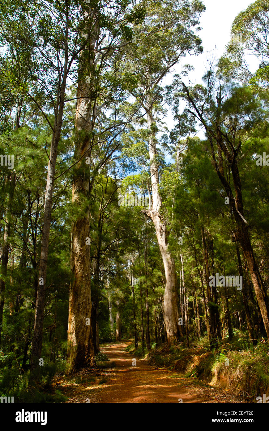 Tingle Trees,Forests,Tingle Tree Top Walk,Southern most tip of ...