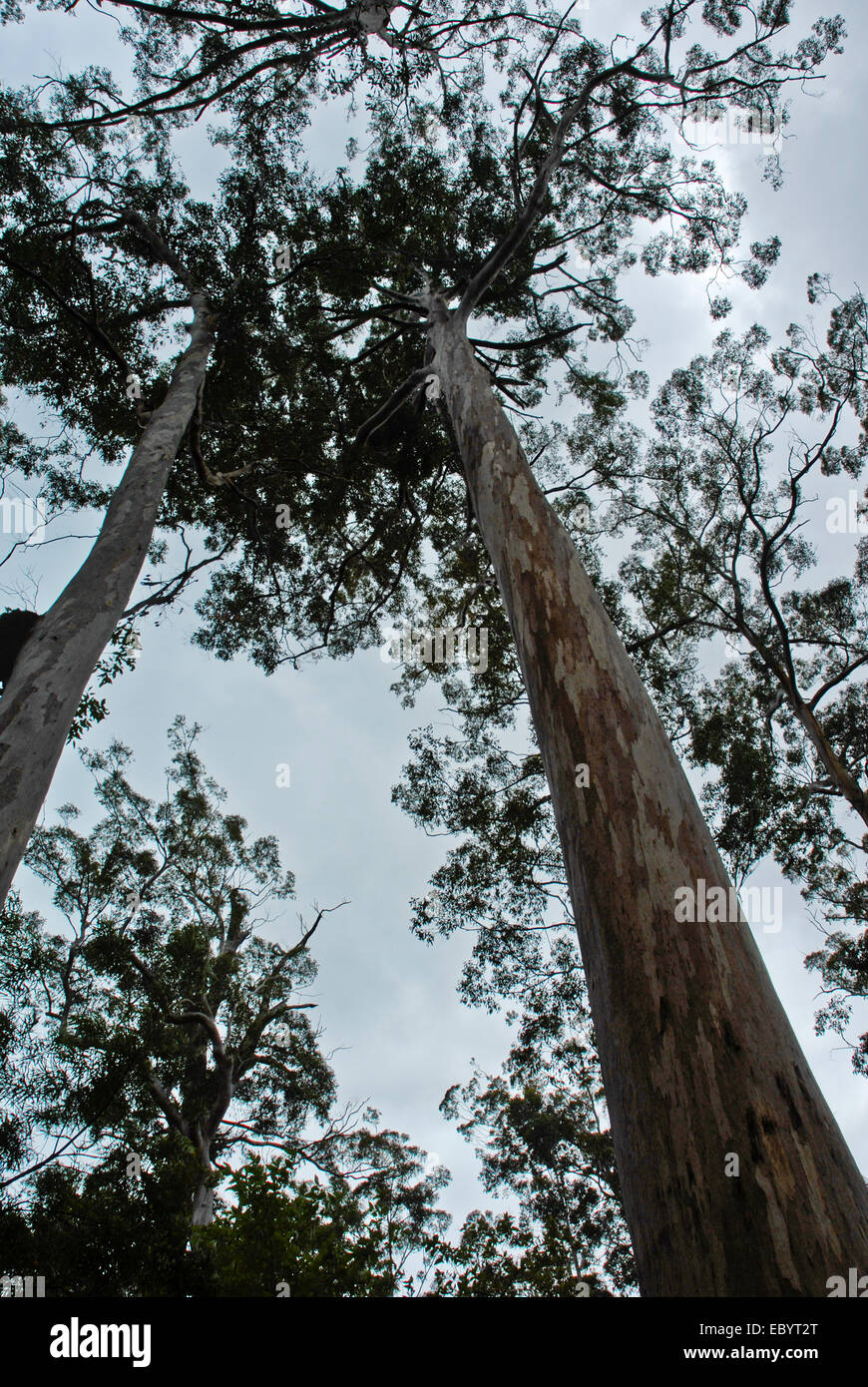 Tingle Trees,Forests,Tingle Tree Top Walk,Southern most tip of ...
