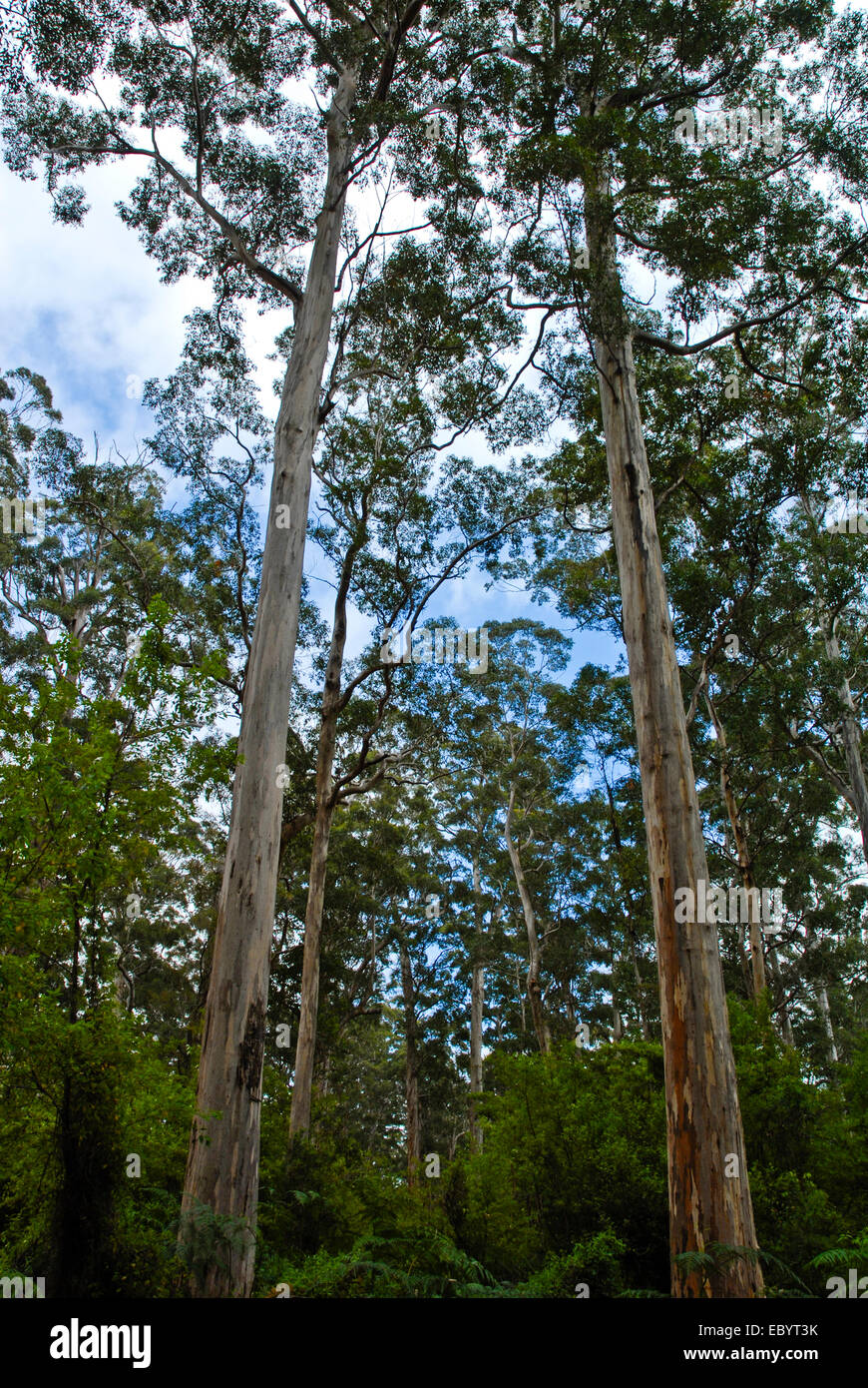 Tingle Trees,Forests,Tingle Tree Top Walk,Southern most tip of ...