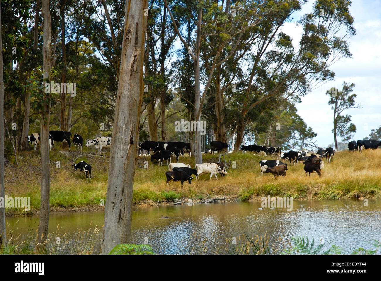 Walpole landscapes,Beaches,Forest,Agriculture,Flora & Fauna,Trees in ...