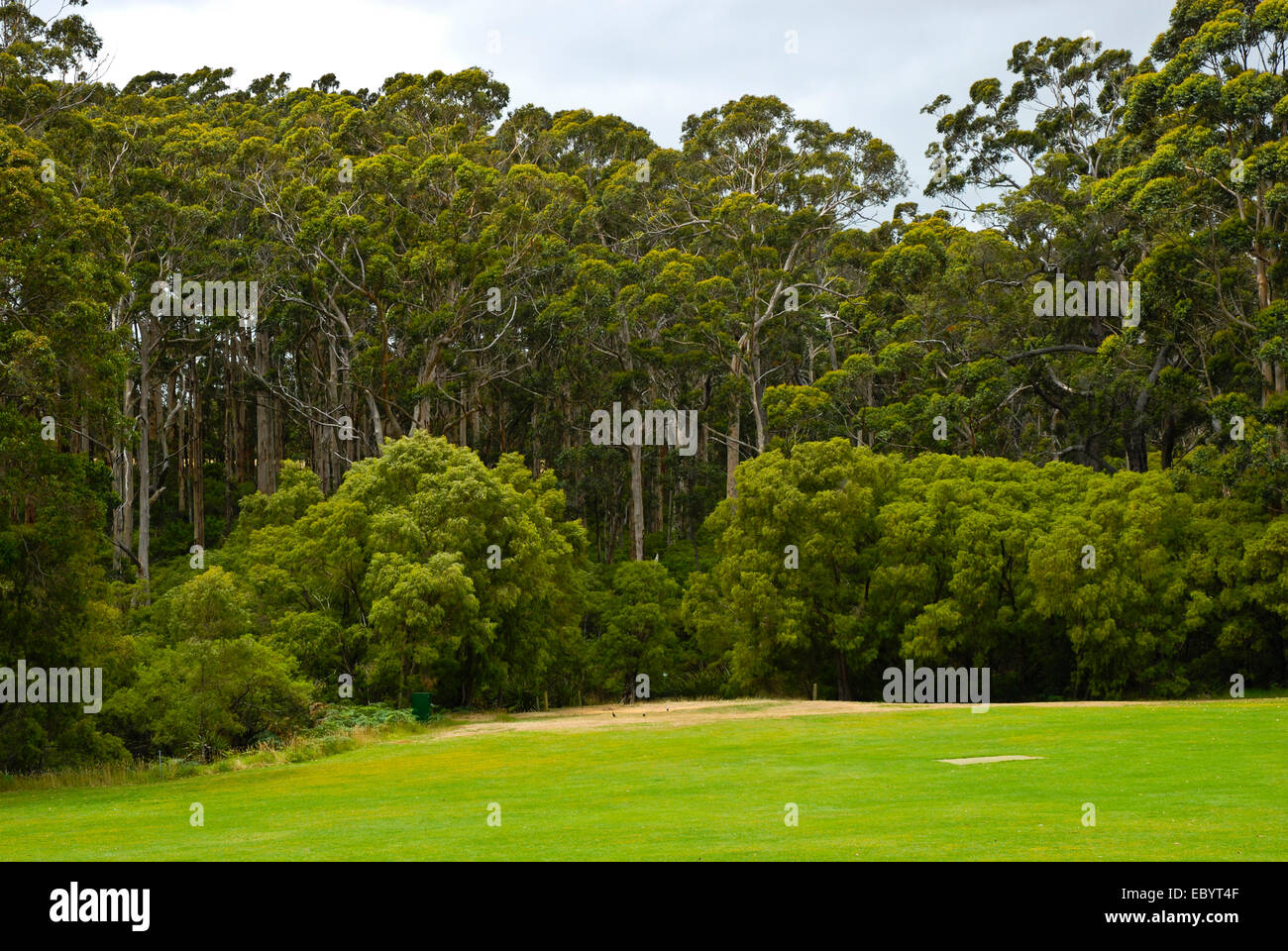 Walpole landscapes,Beaches,Forest,Agriculture,Flora & Fauna,Trees in ...
