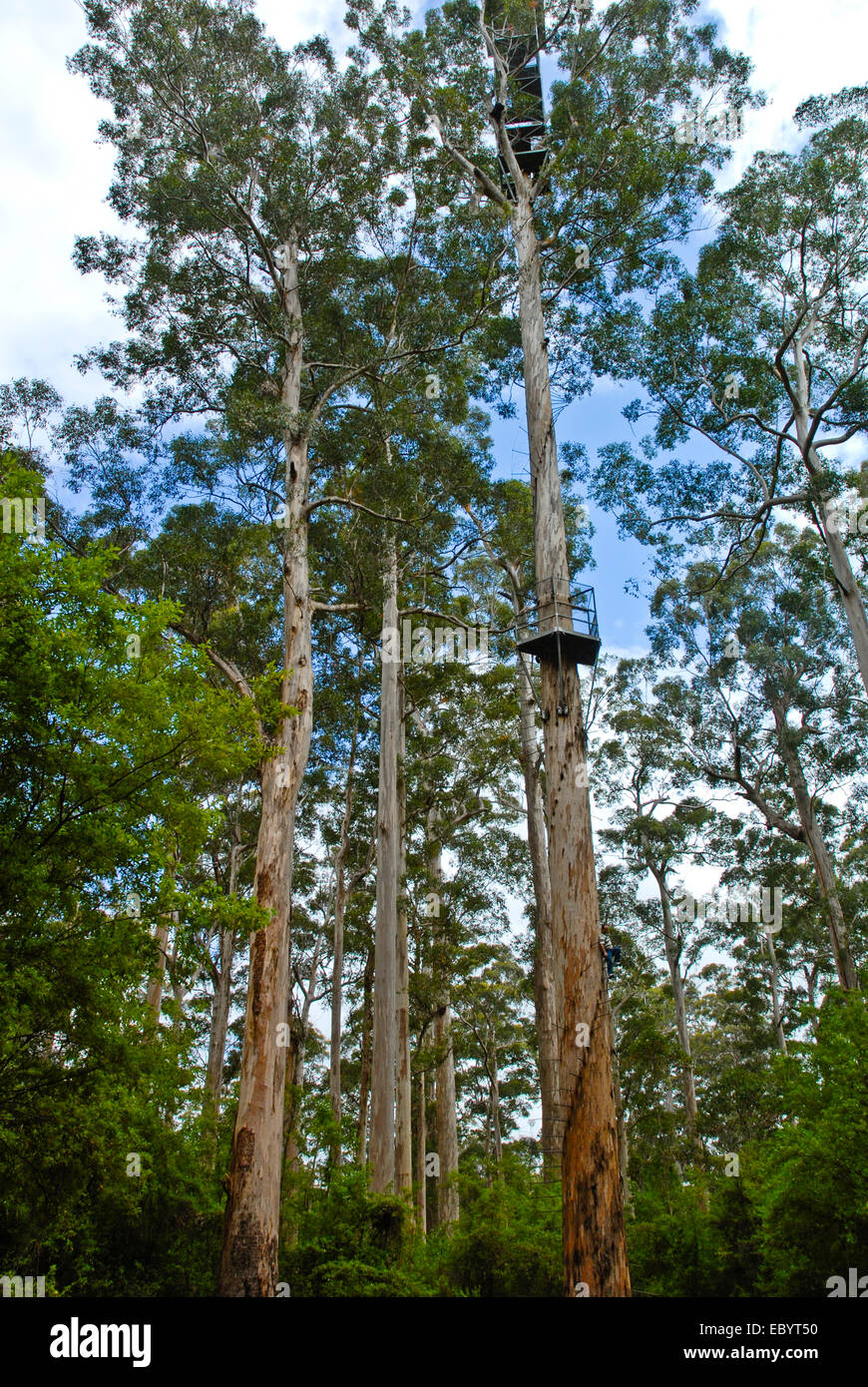 Tingle Trees,Forests,Tingle Tree Top Walk,Southern most tip of ...