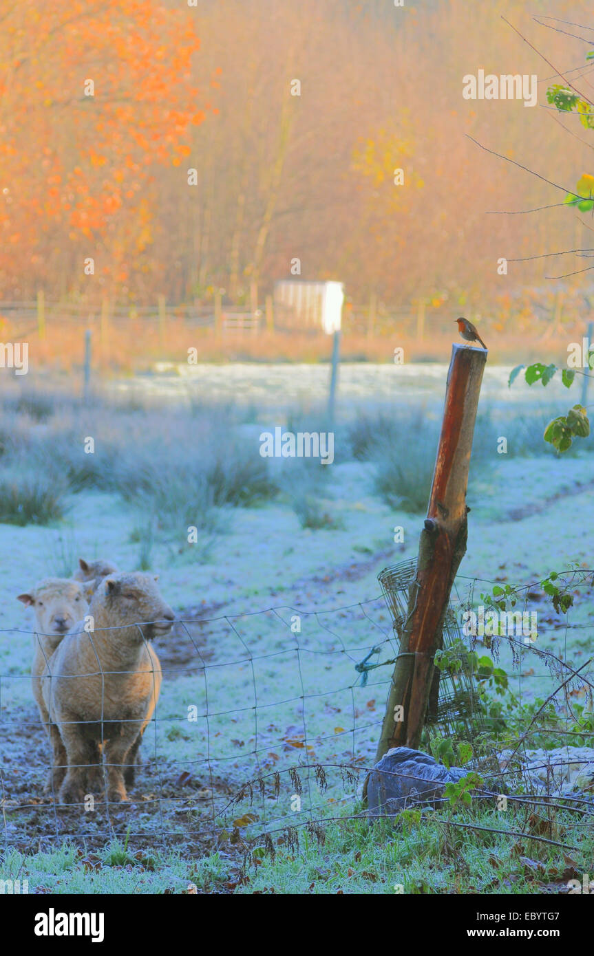 Robin winter scene hi-res stock photography and images - Alamy
