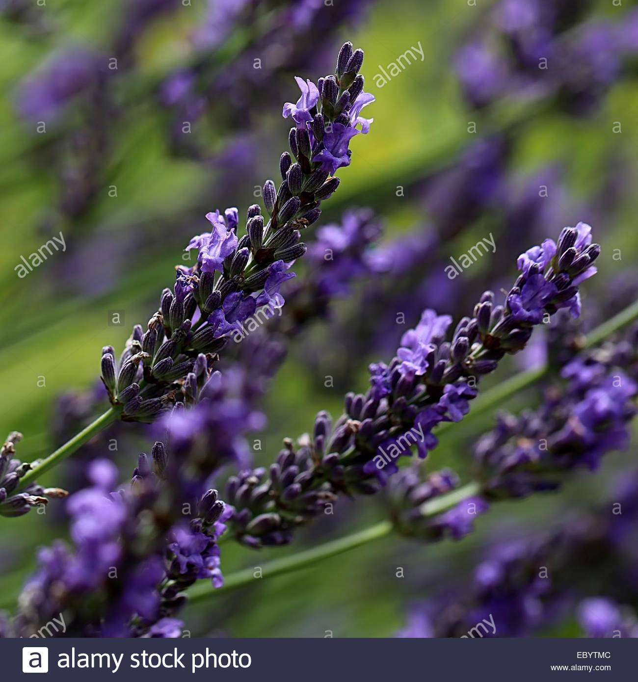 Fat bud lavender hi-res stock photography and images - Alamy