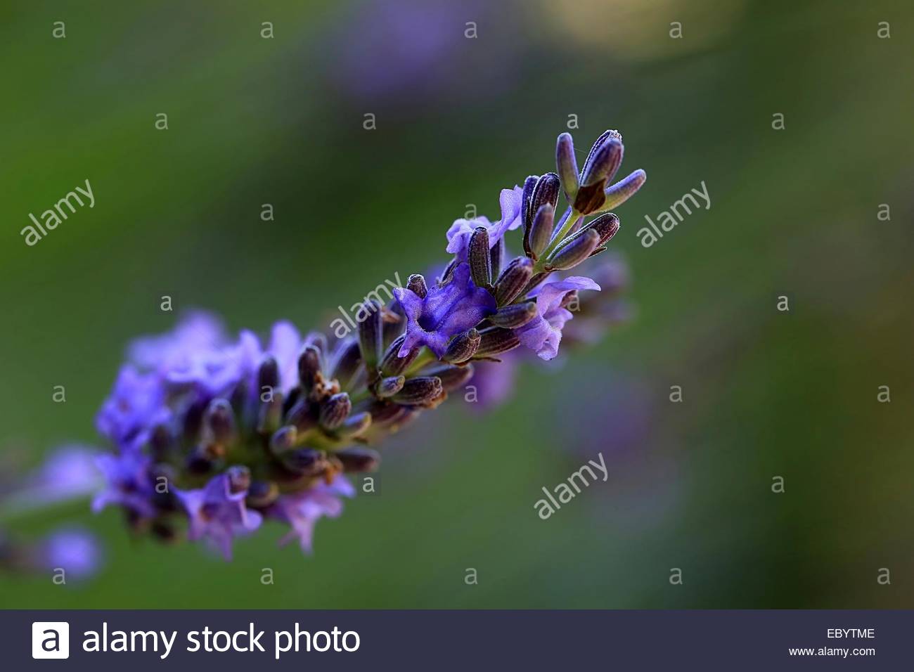 Fat bud lavender hi-res stock photography and images - Alamy