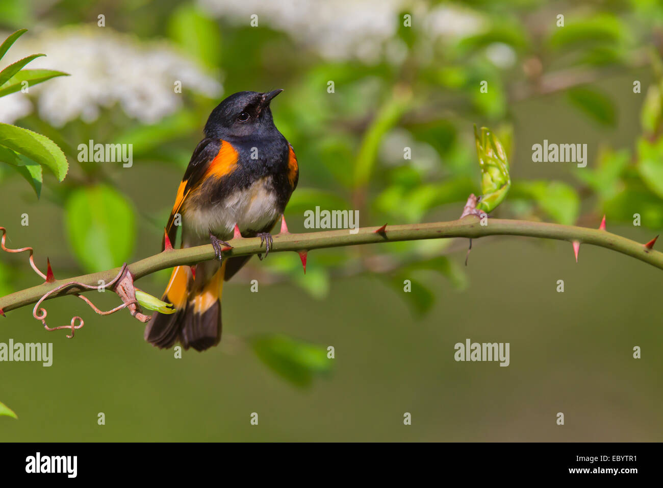 Perched American Redstart High Resolution Stock Photography and Images ...