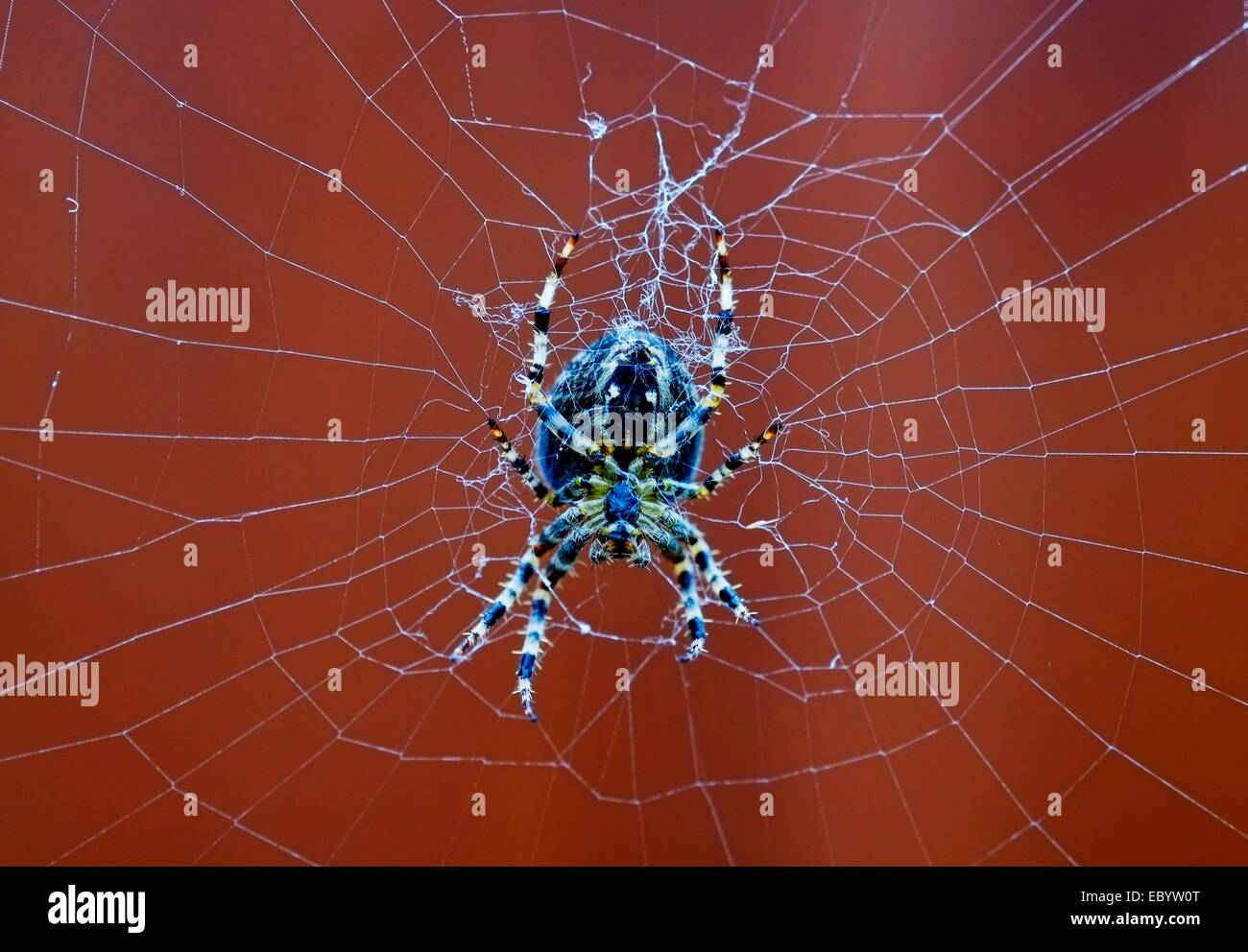 Common garden spider uk hi-res stock photography and images - Alamy