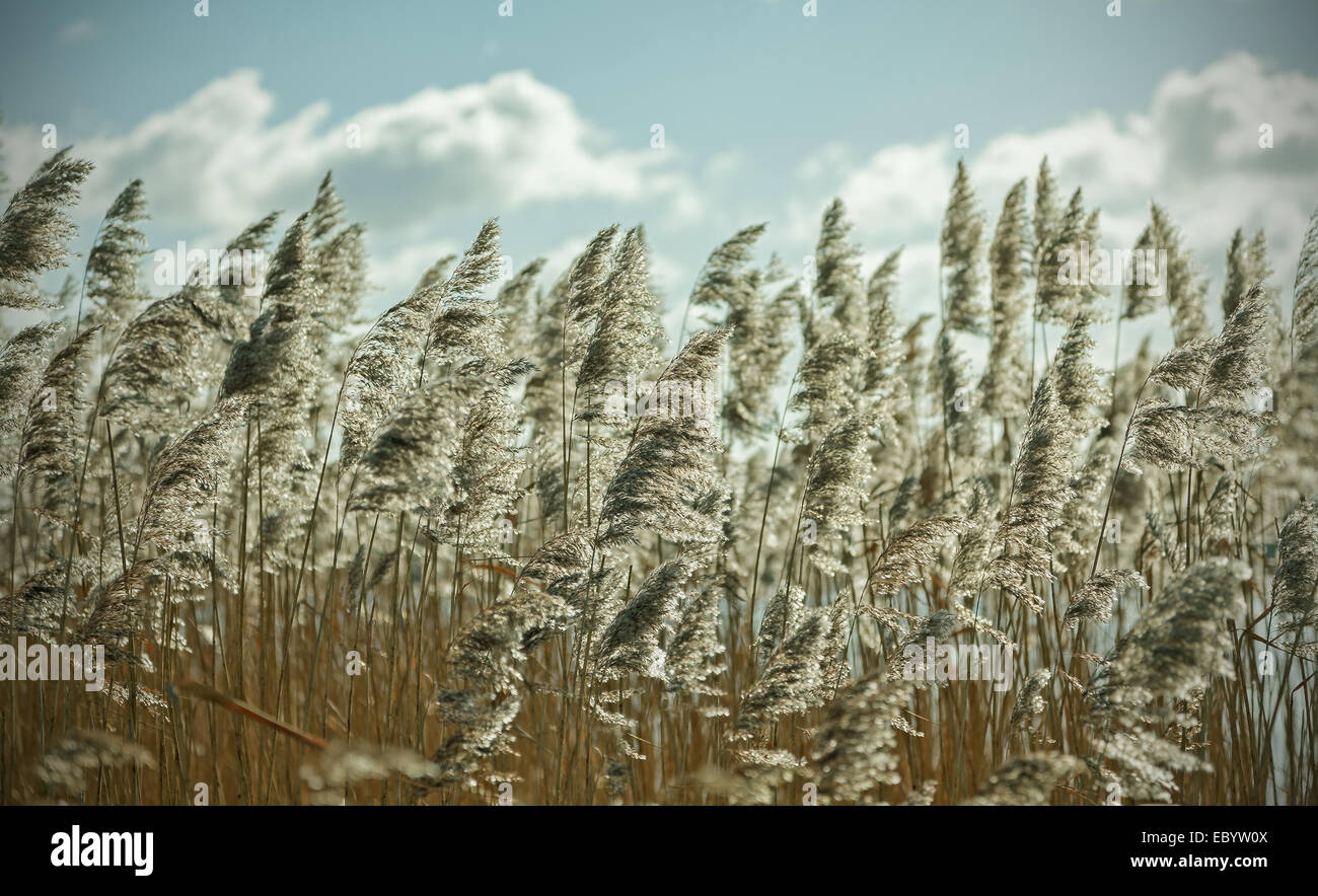 Retro filtered dry reeds nature background Stock Photo - Alamy