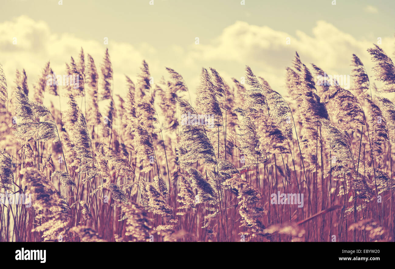 Retro filtered dry reeds nature background Stock Photo - Alamy