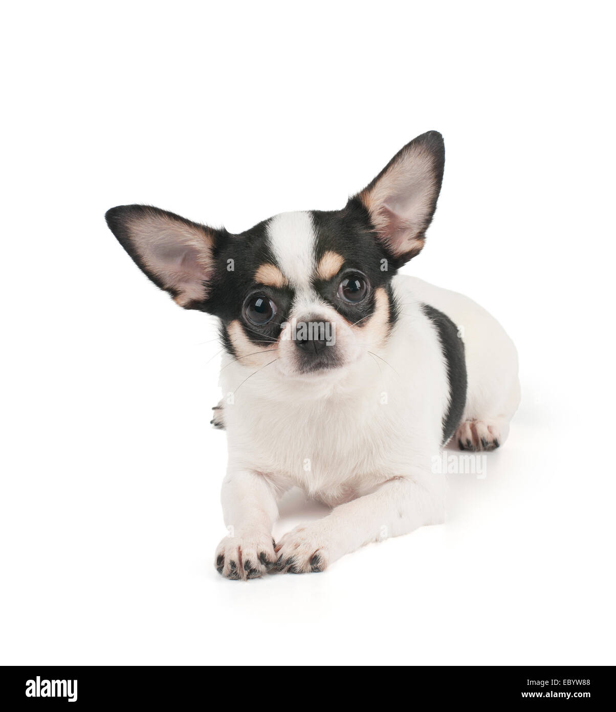 Cute Chihuahua dog isolated on white background Stock Photo - Alamy