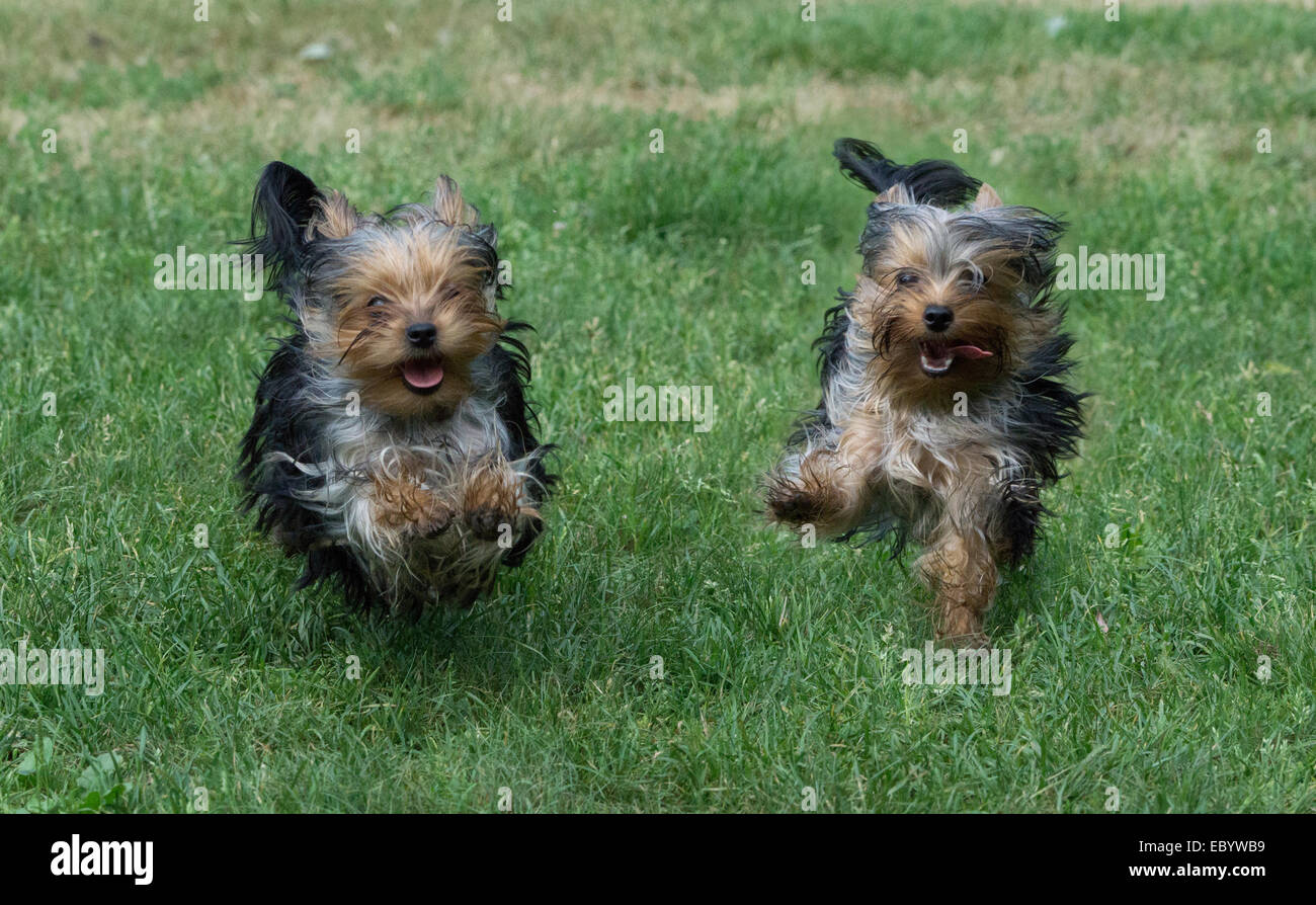 Two Yorkshire Terriers run on the lawn Stock Photo - Alamy