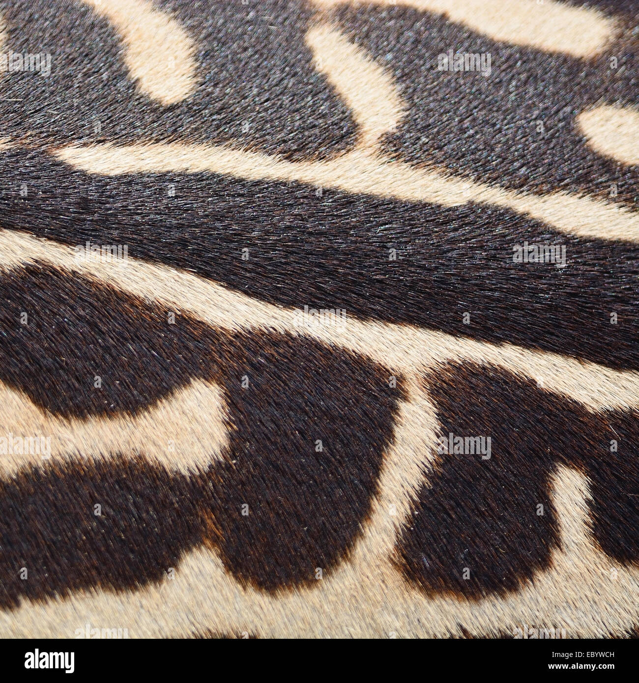 Animal skin, Common Zebra or Burchell's Zebra (Equus burchelli) skin ...