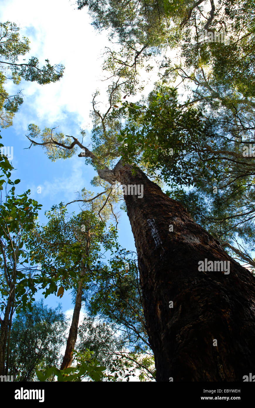 Tingle Trees,Forests,Tingle Tree Top Walk,Southern most tip of ...