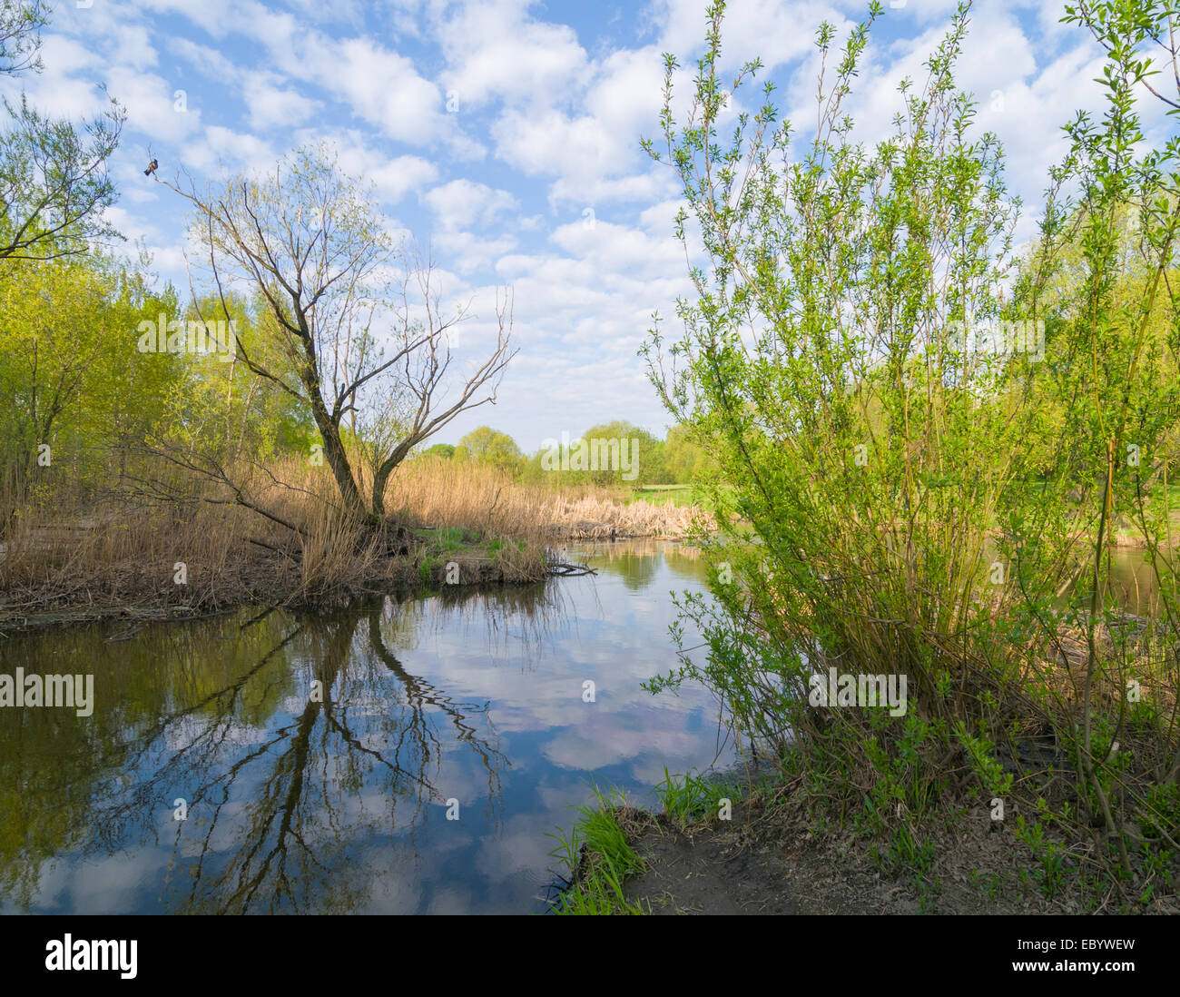 Spring waterscape. One crow sits on the branch of the dry tree Stock ...