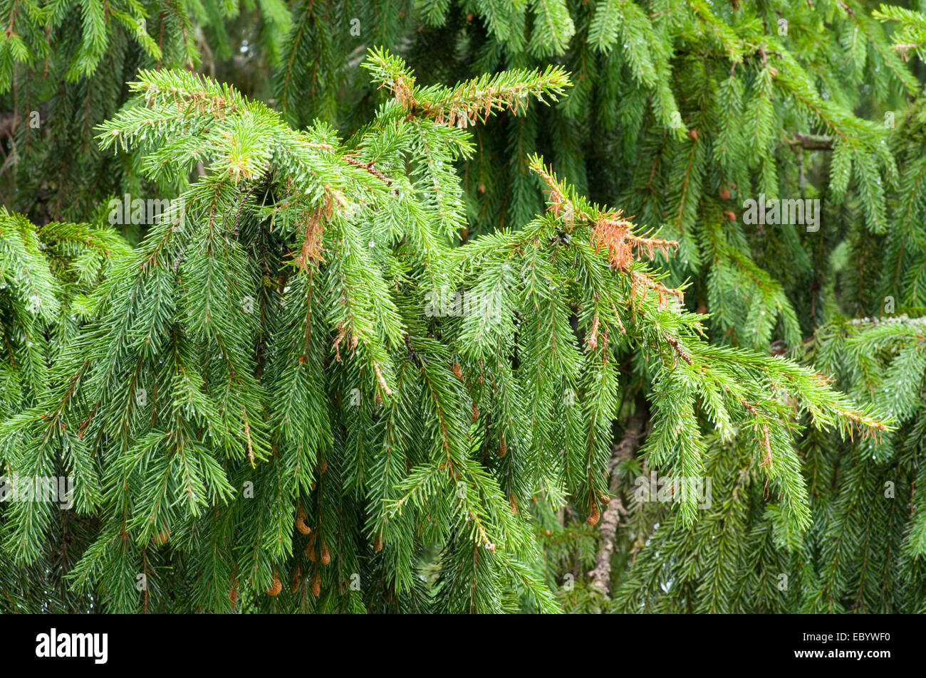 Green branches spruce close hi-res stock photography and images - Alamy