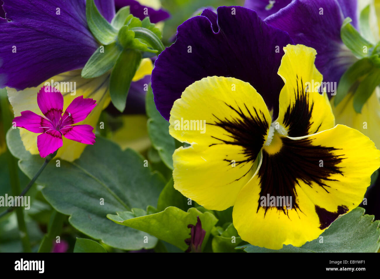 Pink chinese carnation and yellow and purple pansy Stock Photo - Alamy