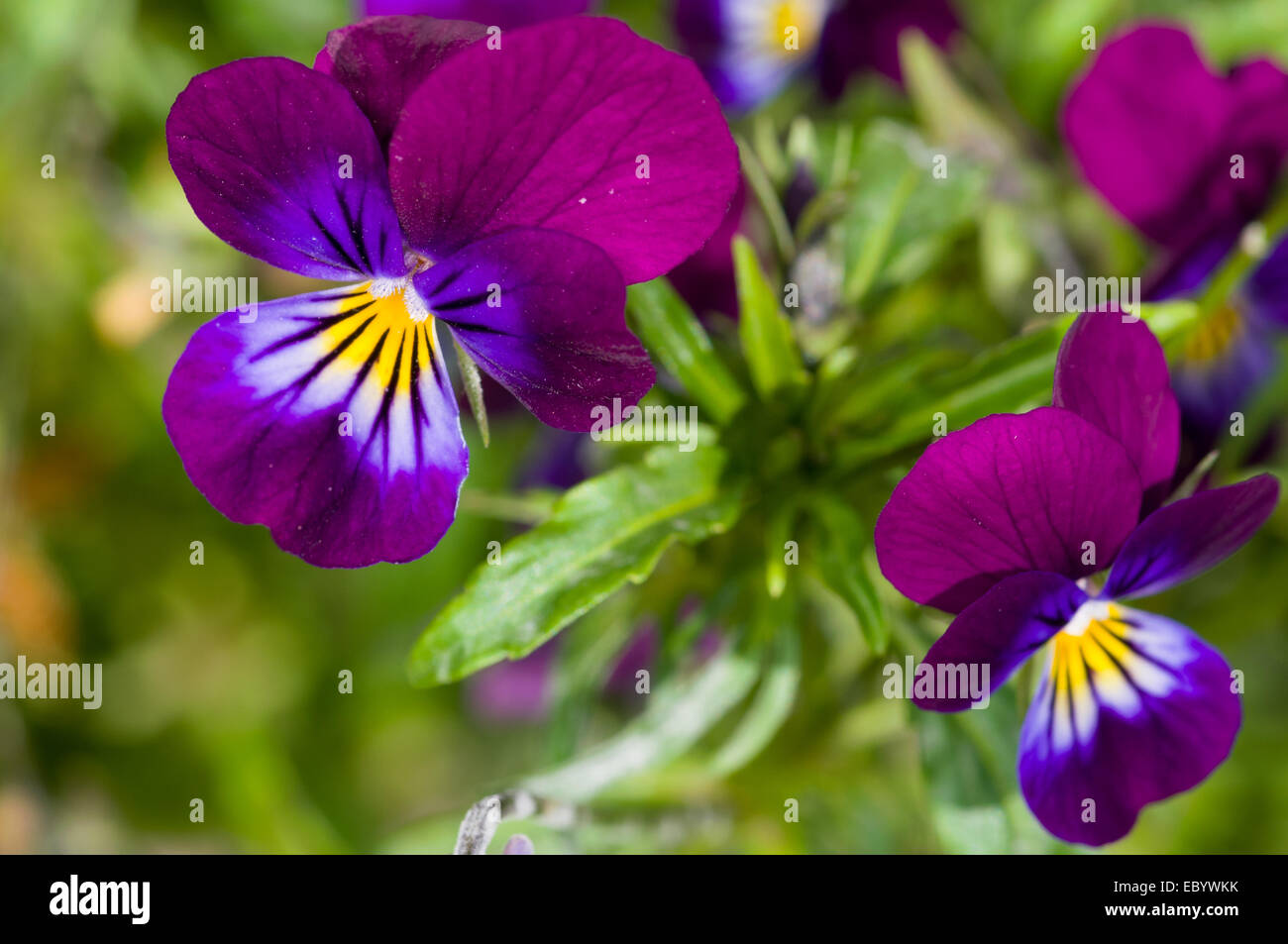Two purple flowers grow in the garden bed Stock Photo - Alamy