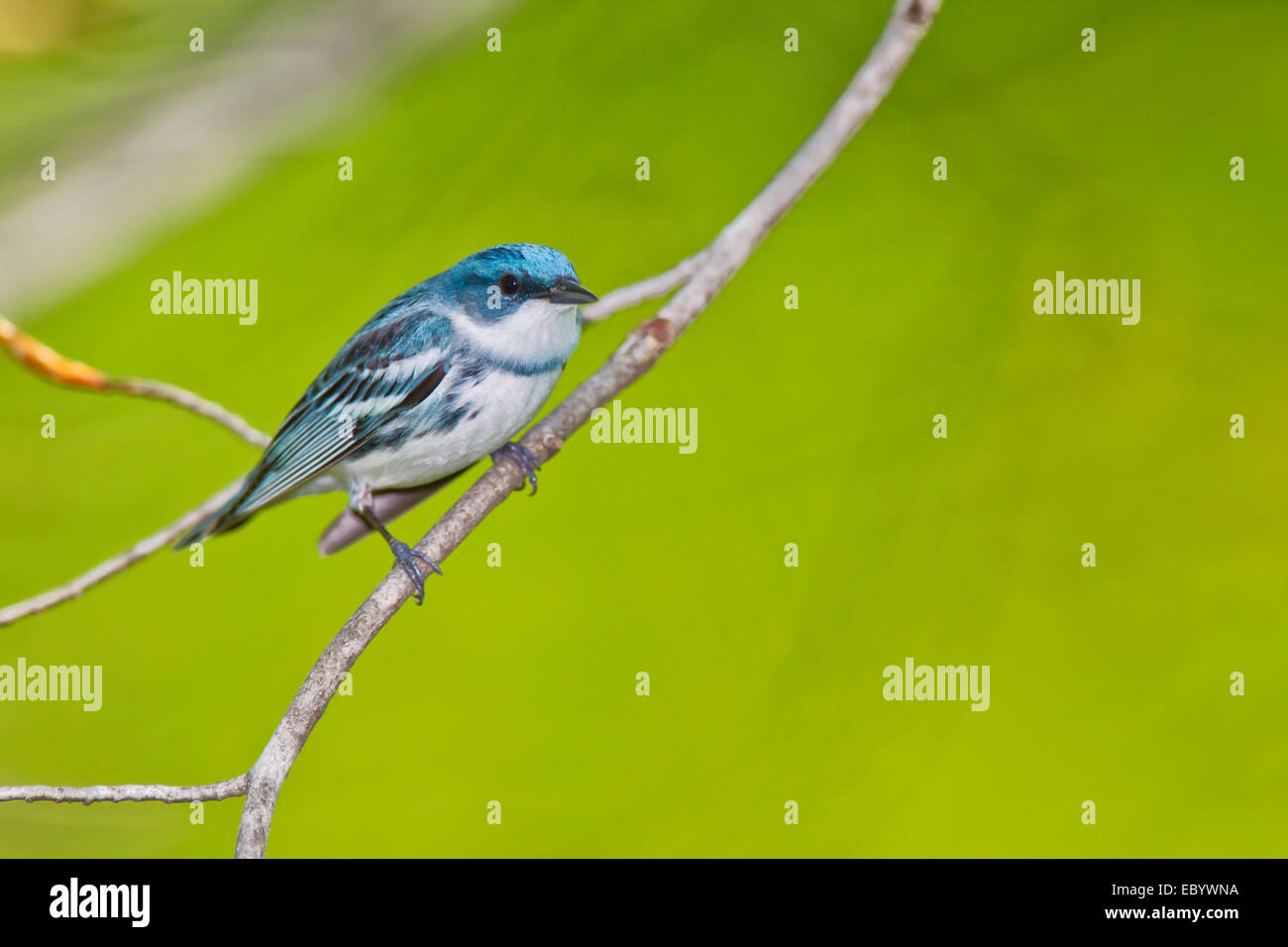 Setophaga Cerulea High Resolution Stock Photography and Images - Alamy