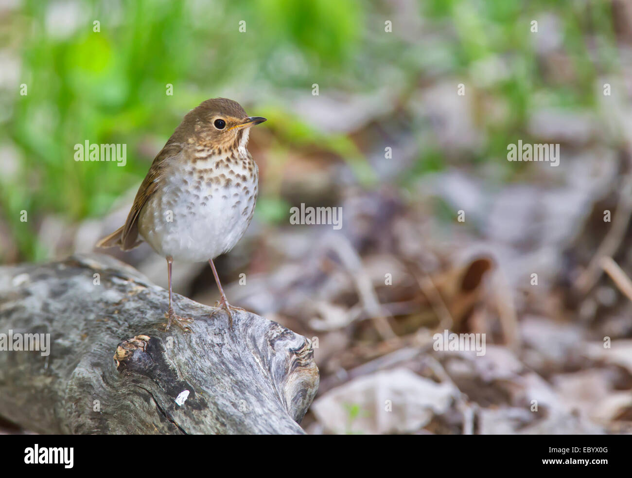 Swainsons Thrush Catharus Ustulatus High Resolution Stock Photography ...