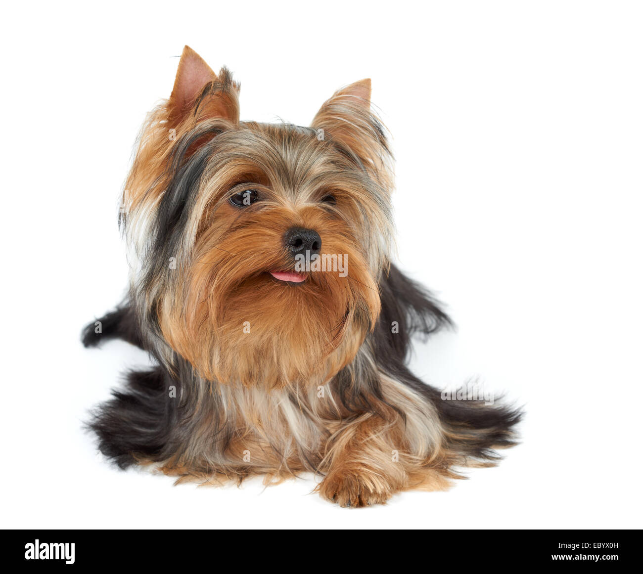 One Yorkshire Terrier posing on white background Stock Photo - Alamy