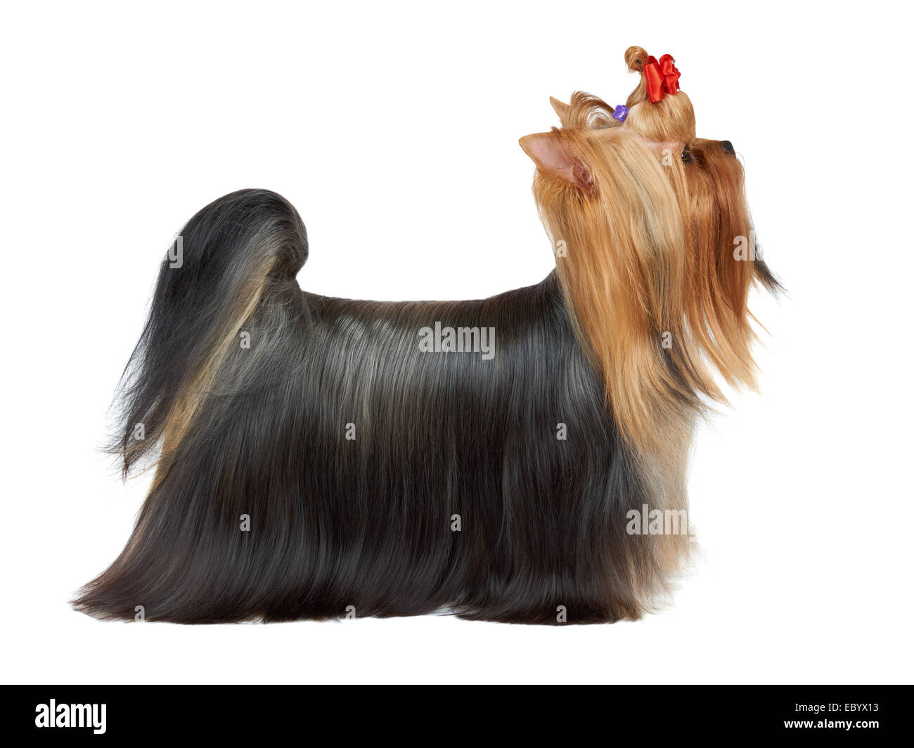Yorkshire terrier dog show hi-res stock photography and images - Alamy