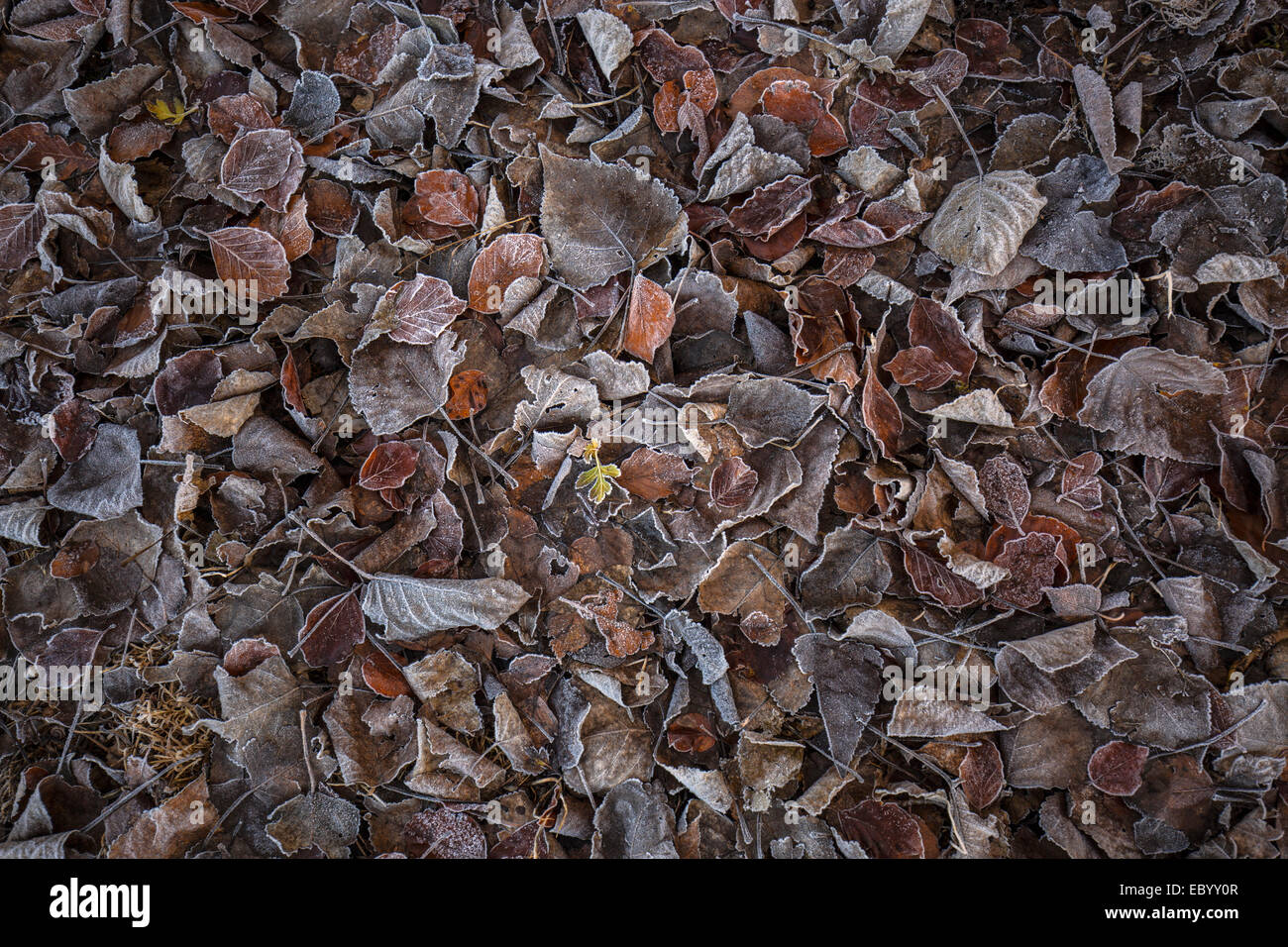 Frosty dead leaves on the ground in winter Stock Photo - Alamy