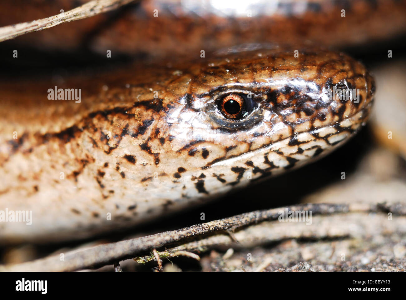 Close up of a slow-worm Stock Photo - Alamy