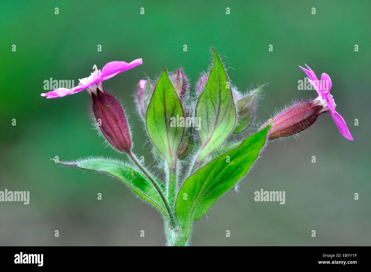 A red campion flower head UK Stock Photo - Alamy