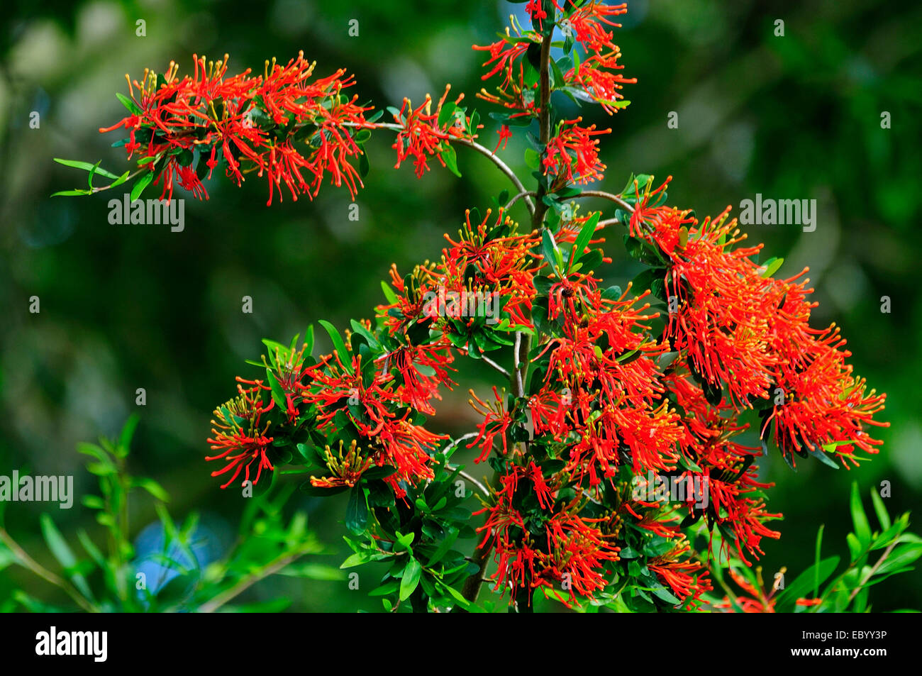 Embothrium in flower Dorset UK Stock Photo - Alamy