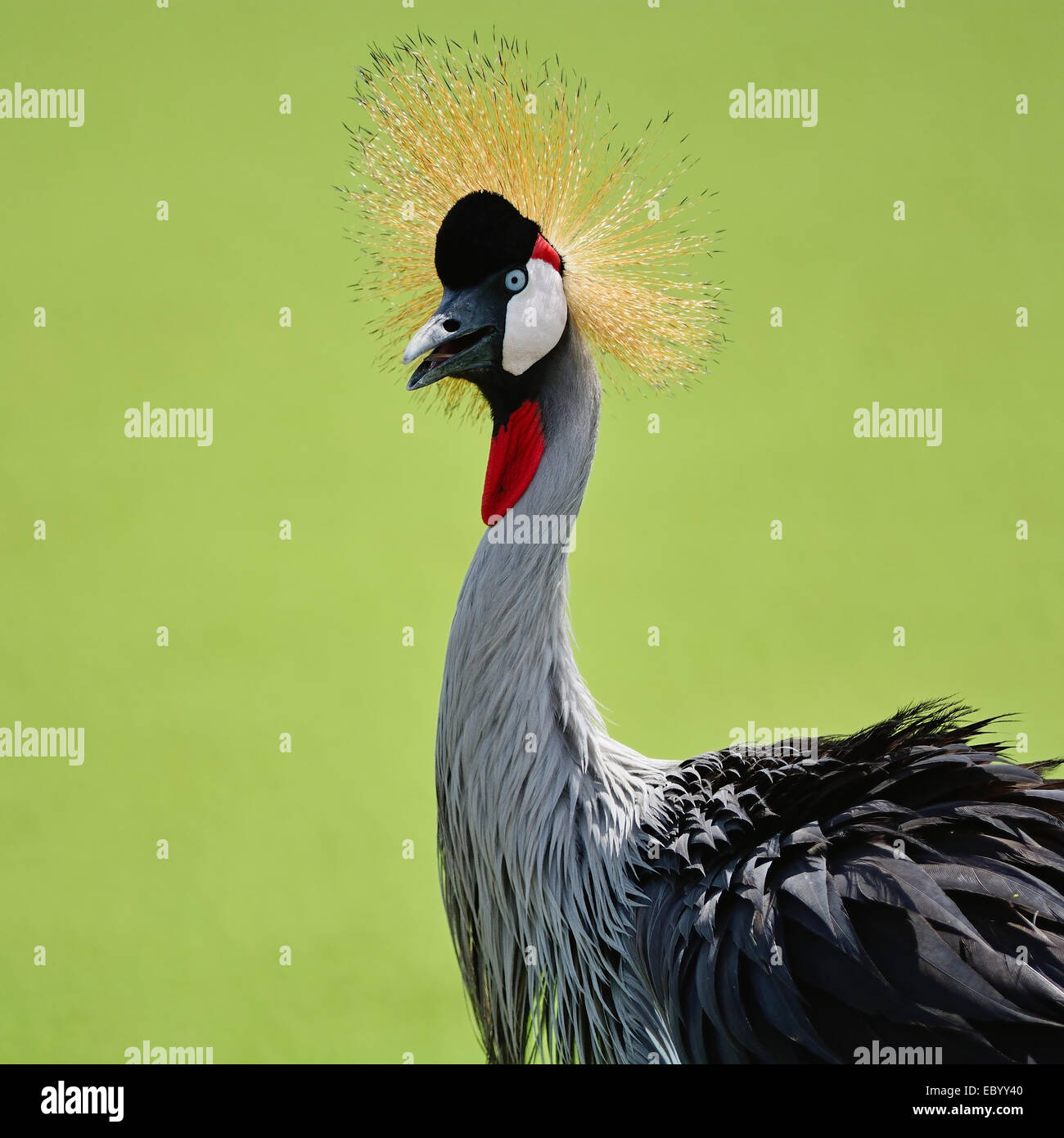 Beautiful bird, Grey Crowned Crane with blue eye and red wattle, head ...