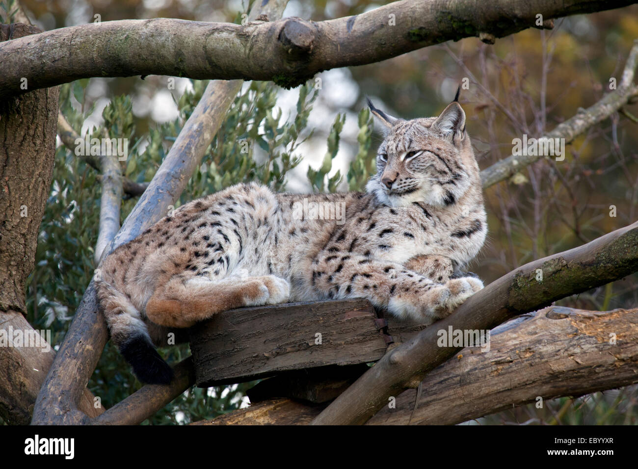 A single European Lynx lying in a tree Stock Photo - Alamy