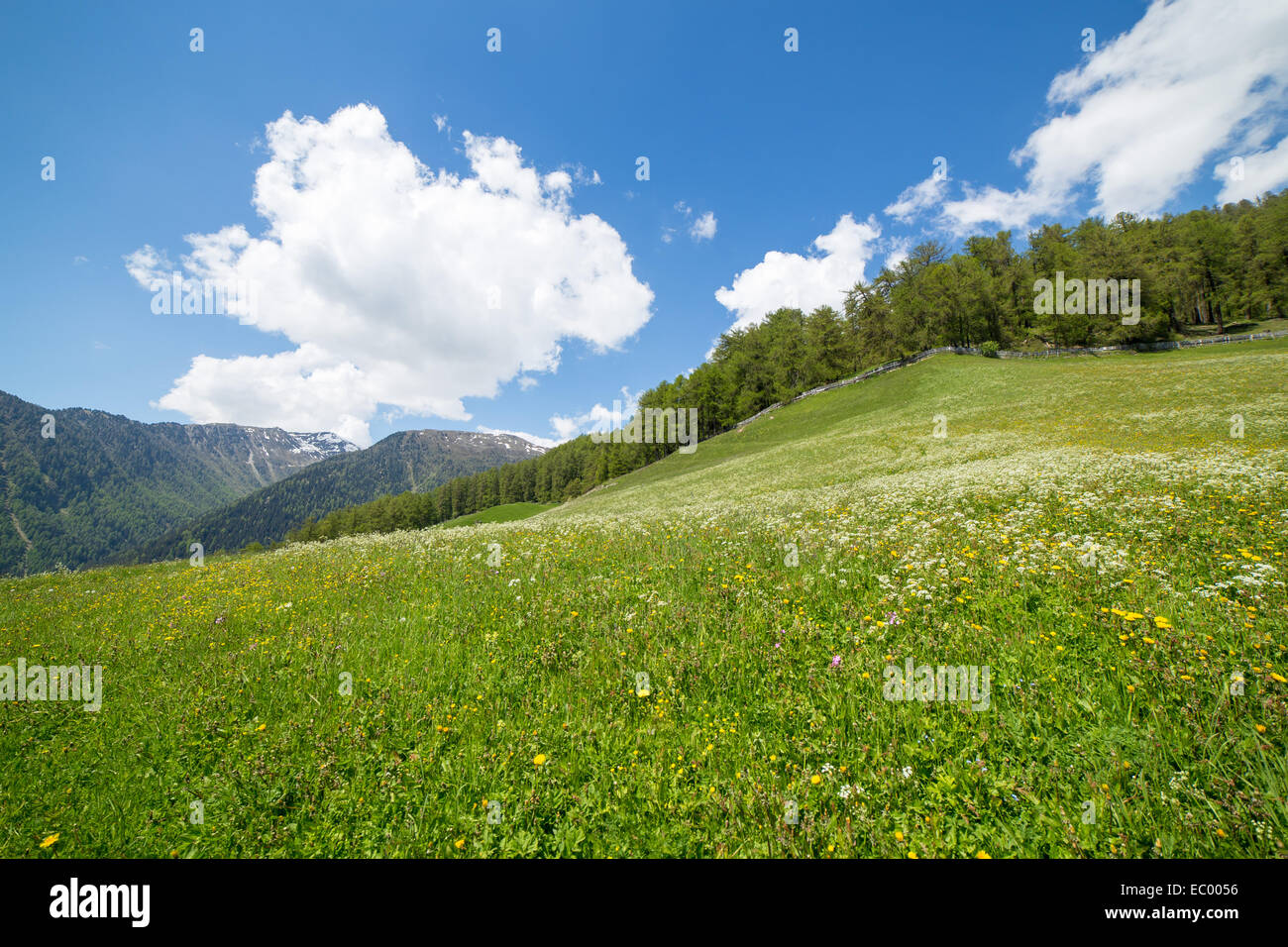 Landscape of a green meadow in the alps Stock Photo - Alamy